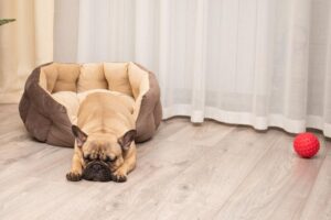 What is Swimmer's Tail in Dogs and How is it Treated?