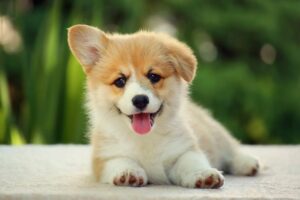 Facts About the Pembroke Welsh Corgi That You May Not Know