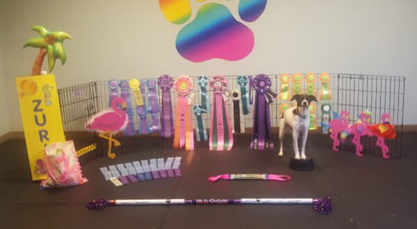 All American Dog has an Award-Filled Week – American Kennel Club