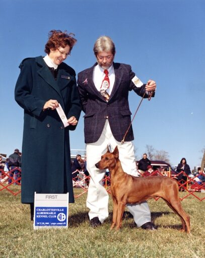 German Pinscher History: A Breed Saved From Extinction – American ...