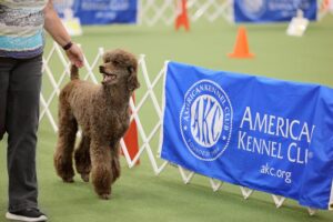 How to Attend a Dog Show as a Spectator