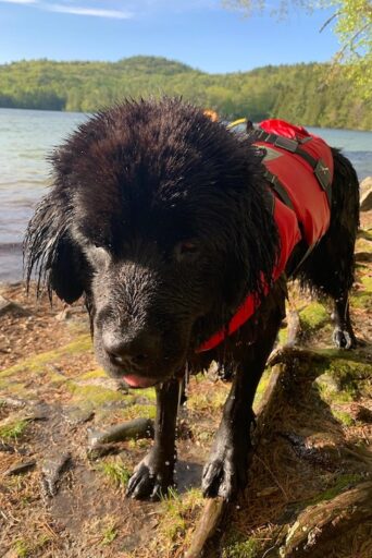 This Newfoundland is Training to Be a Dog Lifeguard