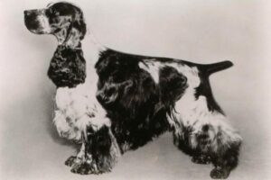 English Cocker Spaniel History: Standing As a Breed of Its Own ...