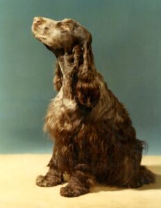 English Cocker Spaniel History: Standing As a Breed of Its Own ...