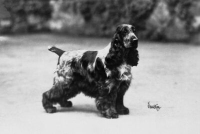 English Cocker Spaniel History: Standing As a Breed of Its Own ...