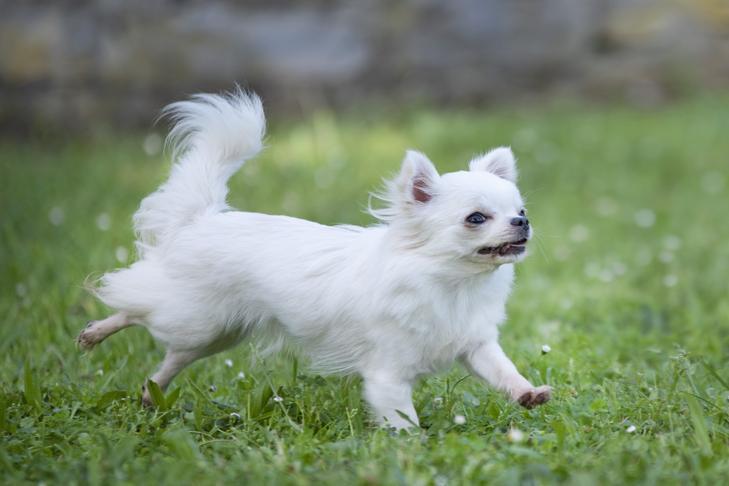 Is the Chihuahua the Right Breed for Your Lifestyle?