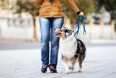 How to Teach Your Dog to Walk on Different Surfaces