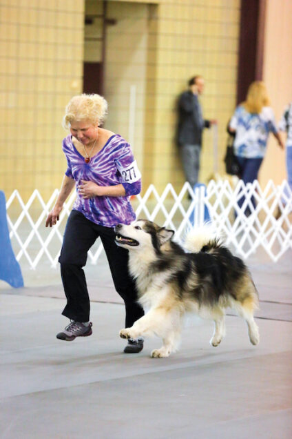 The Importance of Positivity in Dog Training – American Kennel Club