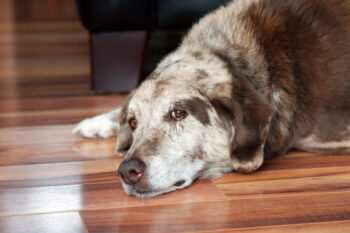 Phenobarbital for Dogs: Uses, Side Effects, and Alternatives