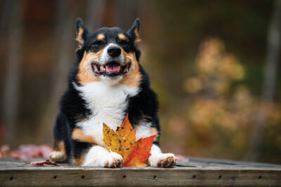 Do Dogs Have a Sense of Humor? – American Kennel Club