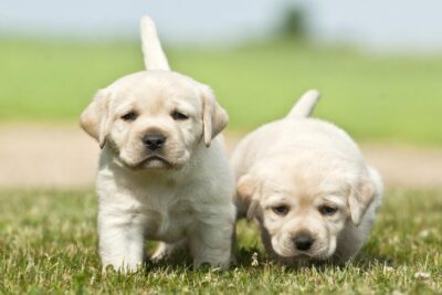 Puppy Strangles: Causes, Symptoms, and Treatment