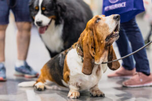 How to Help Your Dog Be Less Fearful of Strangers – American Kennel Club