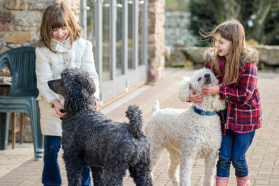 75 Ways to Be a Responsible Dog Owner Throughout Your Pet's Life