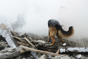 The Lasting Impact of the Dog Heroes of 9/11