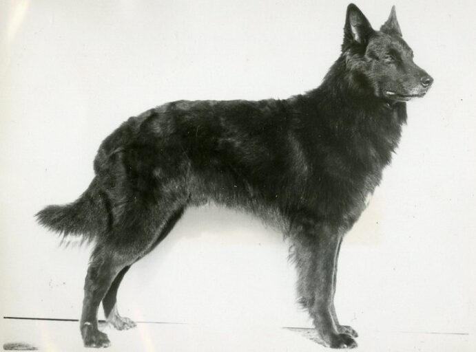 Belgian Sheepdog History: Becoming a Breed of Its Own – American Kennel ...