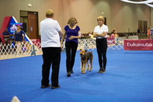 What is Dog Pivot Training?: Teaching Tight Turns