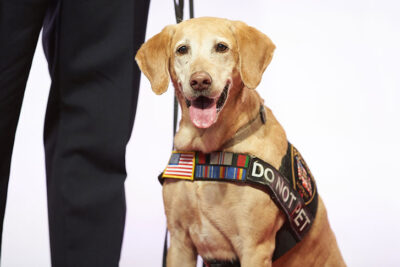 Demand Booms for Bomb-Sniffing Detection Dogs – American Kennel Club