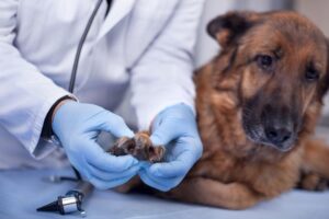 Pododermatitis on Dog Paw: Causes, Symptoms and Treatment