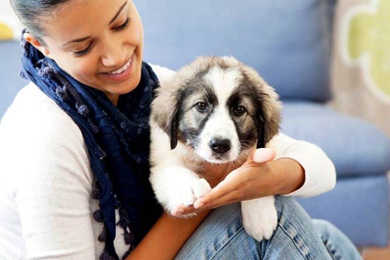 Preparing for a New Puppy – American Kennel Club