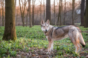 What Makes an Animal a Canid? – American Kennel Club