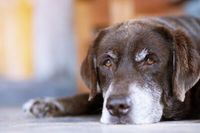 Glaucoma in Dogs: Symptoms, Causes, and Treatments