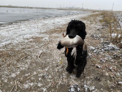 Meeting the Standard in the Breed Ring & Field: Clapton – American ...