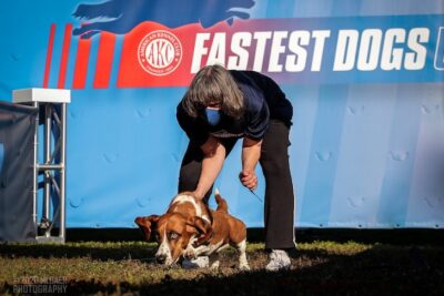 Basset Hound Inspires Hope By Running in Fastest Dogs USA – American ...