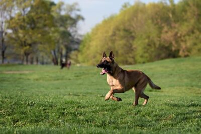 10 Active Dog Breeds That Will Help You Stay Fit – American Kennel Club