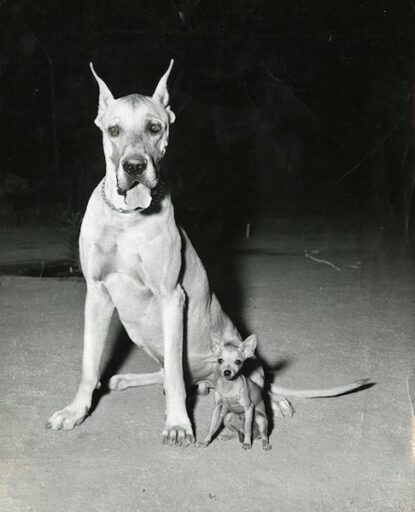 Great Dane History: The Apollo of the Dogs – American Kennel Club