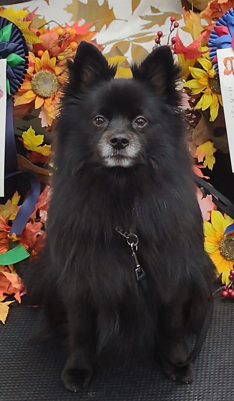 Competition/Titles Update Fall 2022 – American Kennel Club