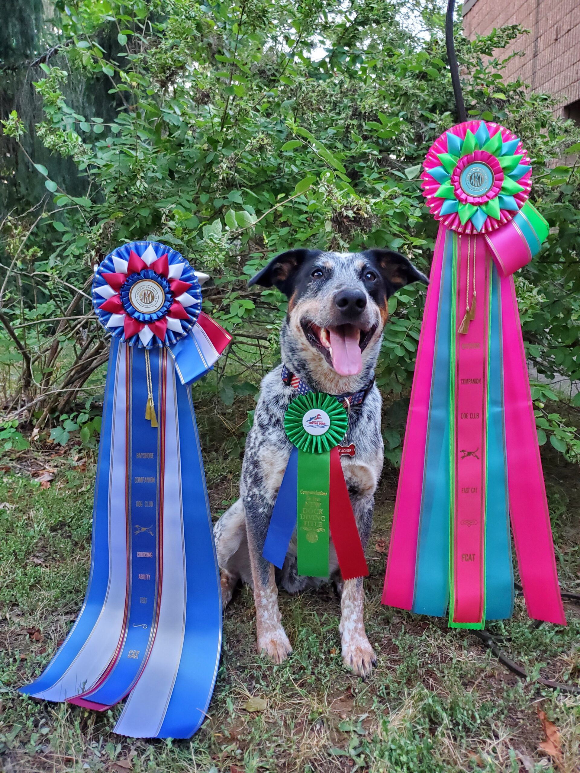 Competition/Titles Update Fall 2022 – American Kennel Club