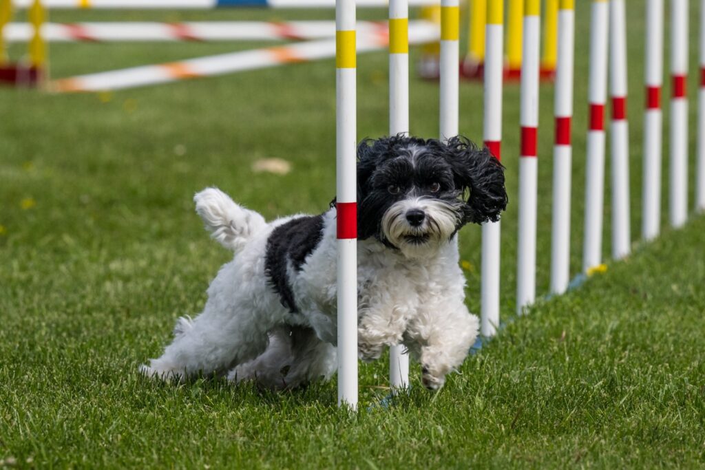 Competition/Titles Update Fall 2022 – American Kennel Club