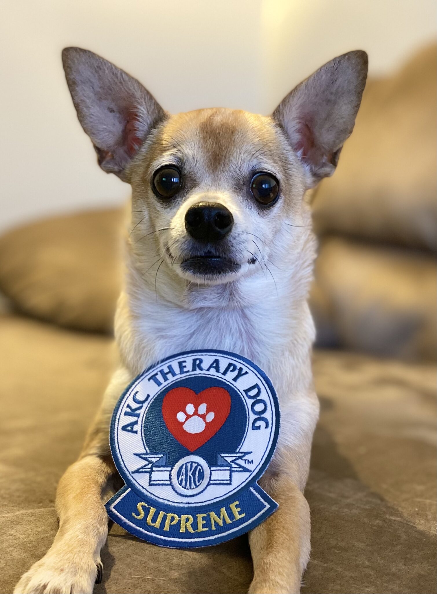 AKC Title Recognition Fall 2022 – American Kennel Club