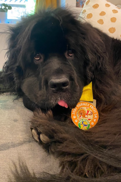 How to Do a Turkey Trot 5K With Your Dog With the AKC FIT Dog Program