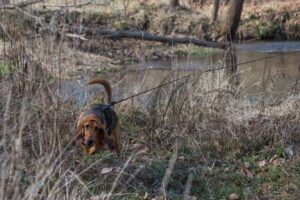 Bloodhound History: Where this Hound Breed Originated