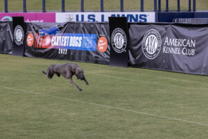 The 2022 Fastest Dogs USA Winners – American Kennel Club