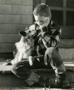 Shetland Sheepdog History: A Pint-Sized Package – American Kennel Club