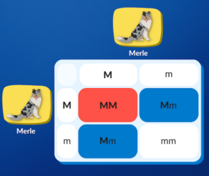 Merle in Dogs: The Science Behind This Unique Coat Pattern