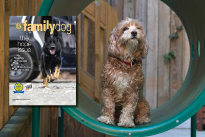 Family Dog – American Kennel Club