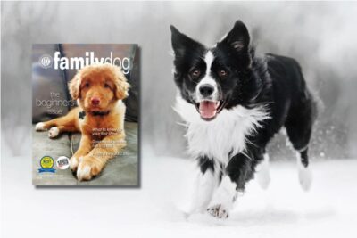 Family Dog – American Kennel Club