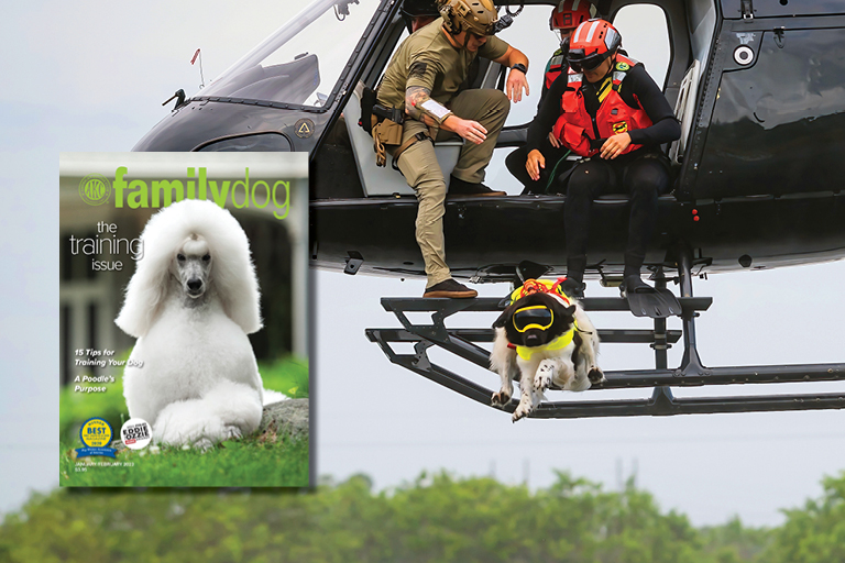 Family Dog – American Kennel Club