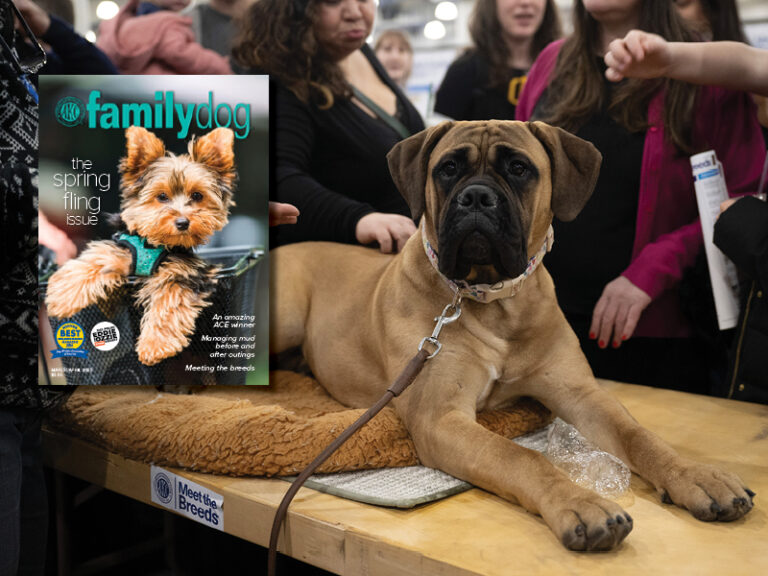 Family Dog – American Kennel Club