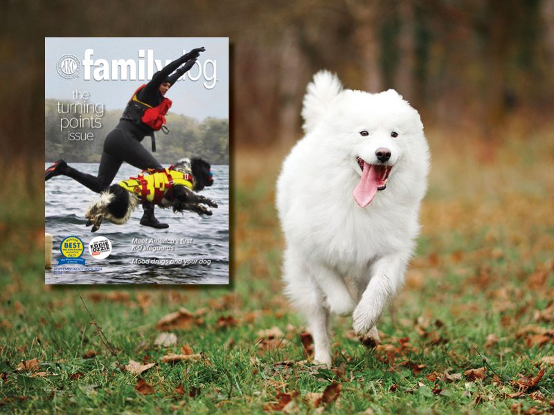 Family Dog – American Kennel Club