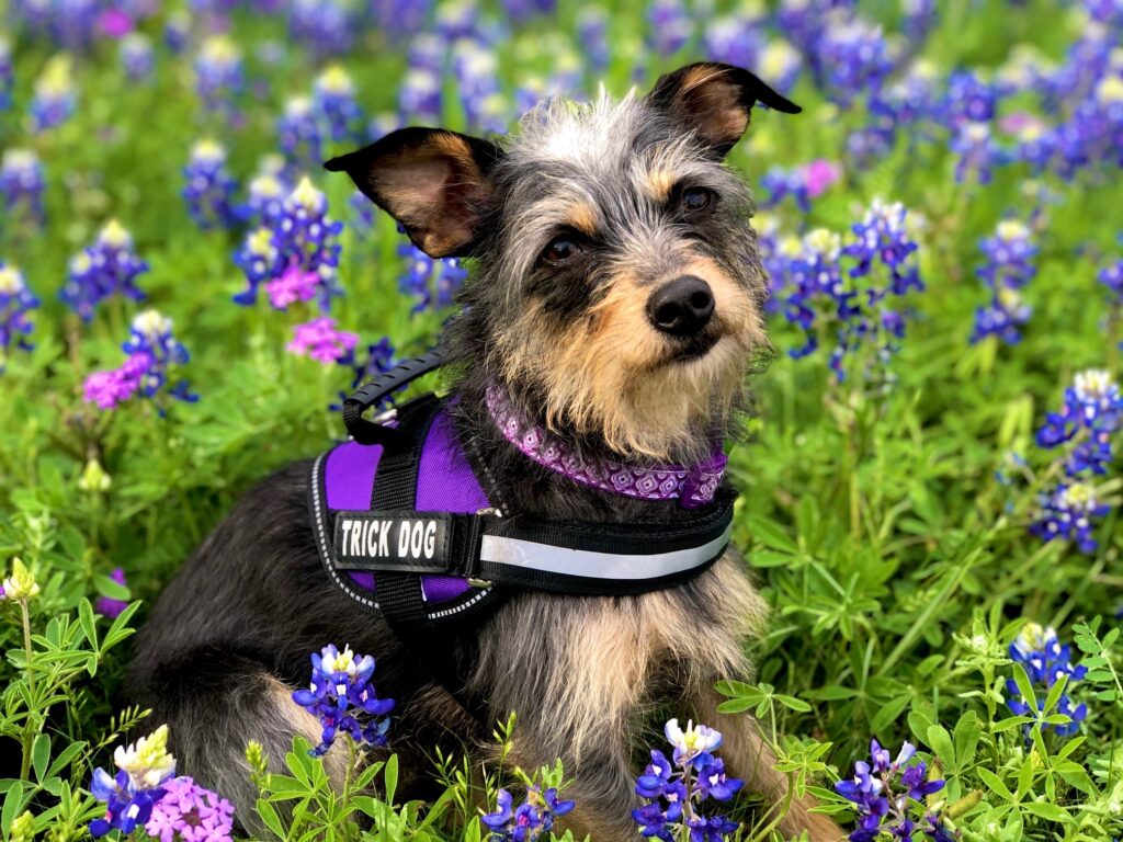 Congrats to this AKC National Trick Dog Competition Finalist ...