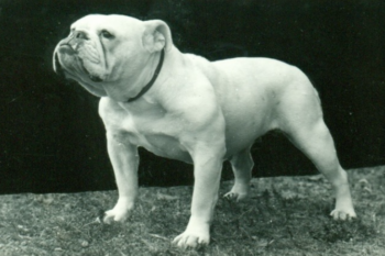 Bulldog History: Where the Breed Originated