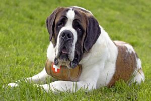 Why Is My Dog's Fur Pink or Brown?