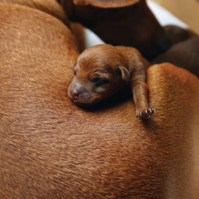 Does Cuddling Lead to Better Behaved Dogs? – American Kennel Club