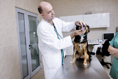 Thrush in Dogs: Signs, Symptoms, and Treatments