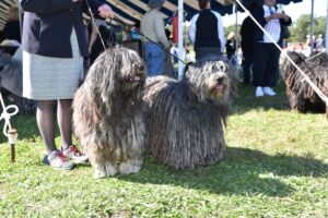 Allan Unleashed: The Value of Joining a Regional Breed Club – American ...