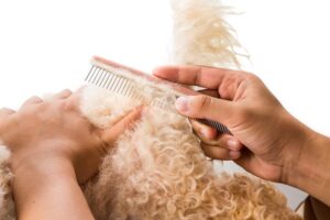 Types of Cysts on Dogs: What You Need to Know